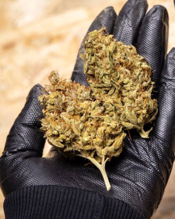 Weed in Tokyo - Nasatails Pet